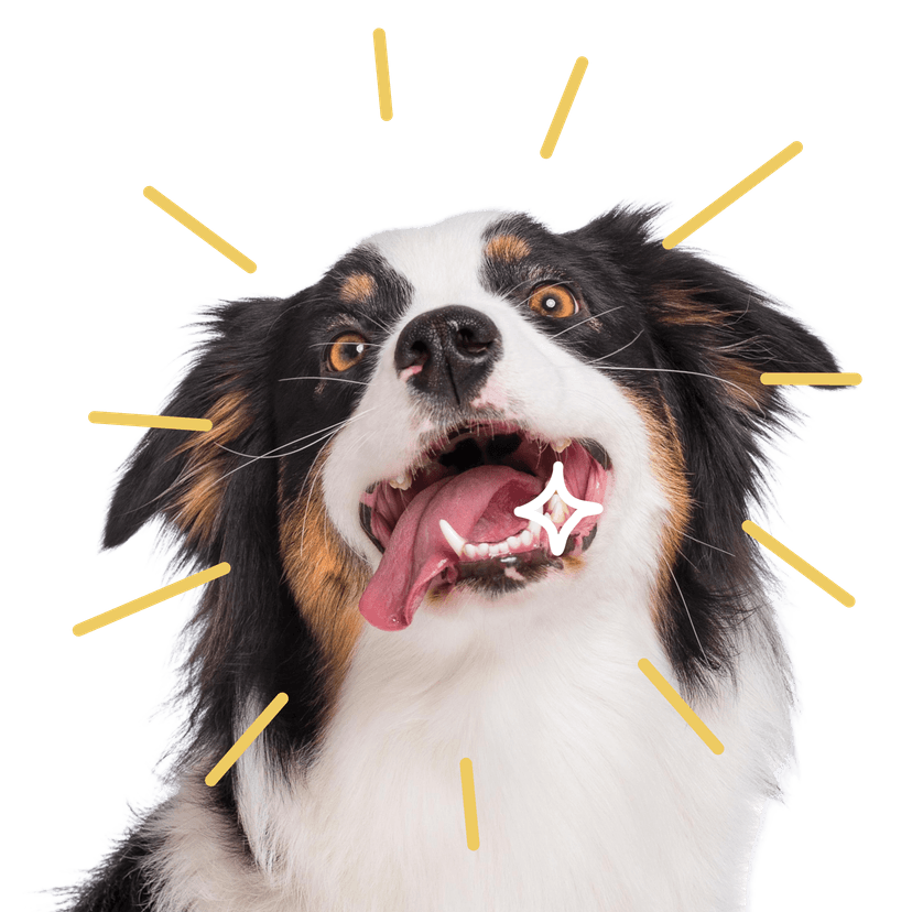 Get comprehensive pet insurance that covers dental from Napo | Napo Pet ...