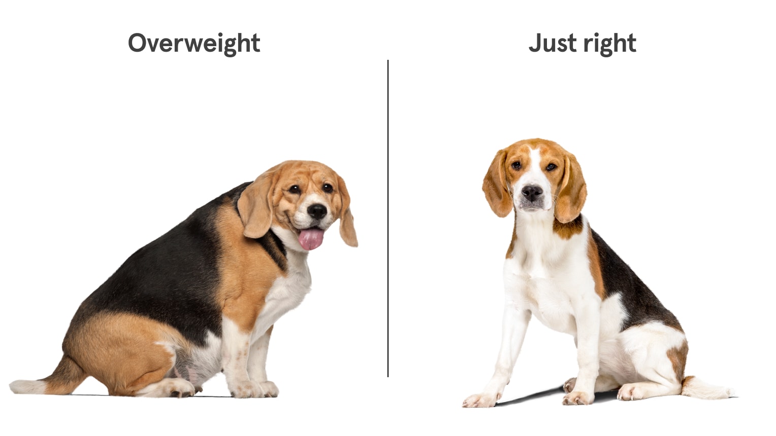 7 breeds most prone to being obese and what overweight dogs look like ...