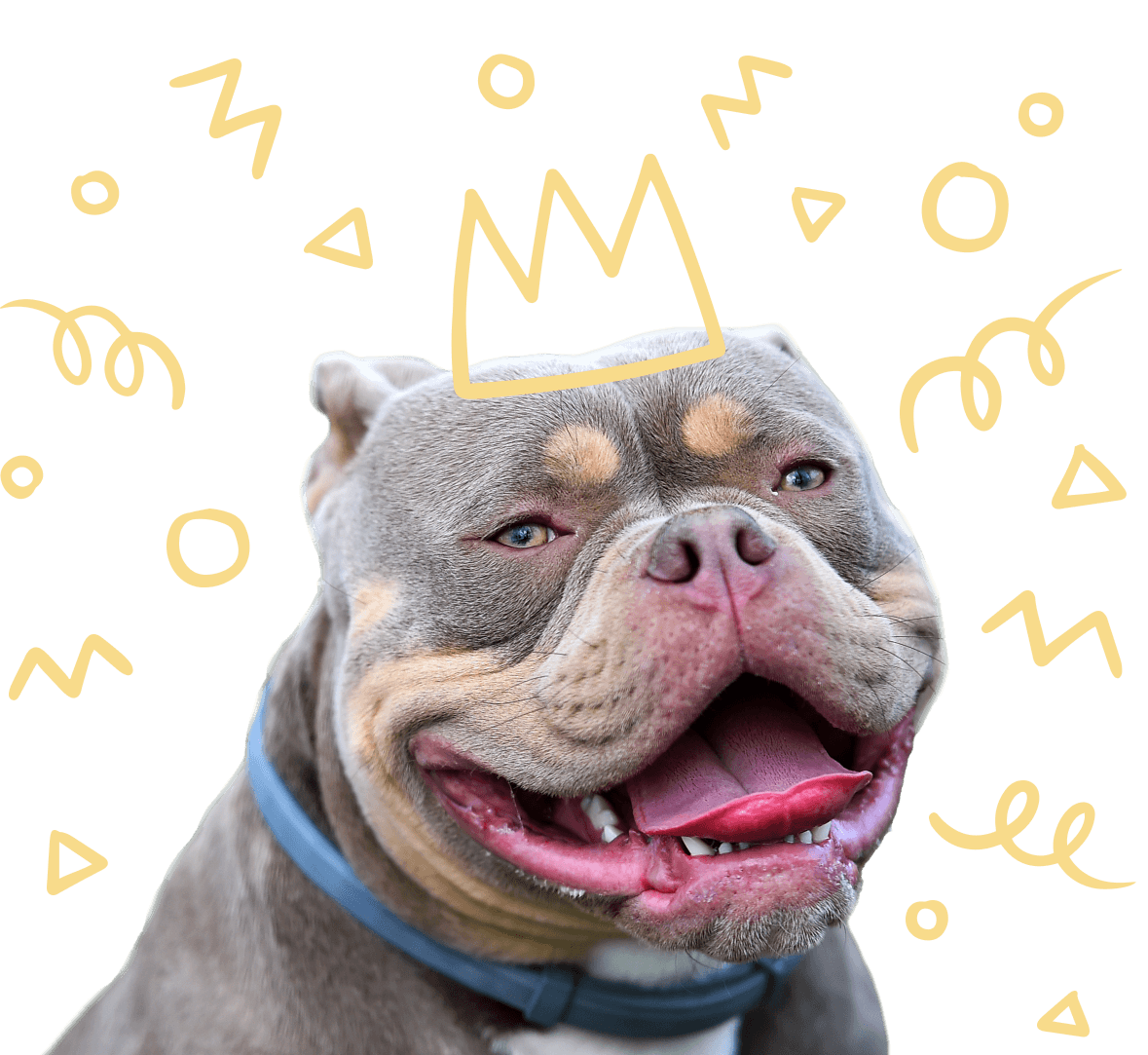 Napo Pet Insurance: Tooth-to-tail cover for cats and dogs