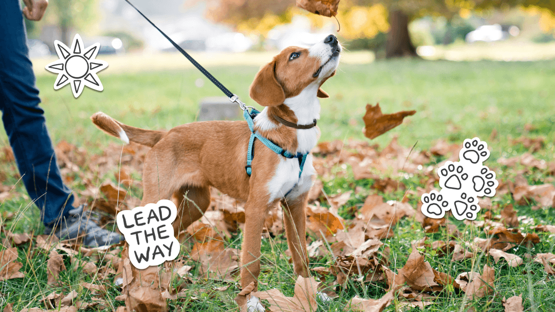 How far should you walk a puppy? The guide to puppy walks by age | Napo ...