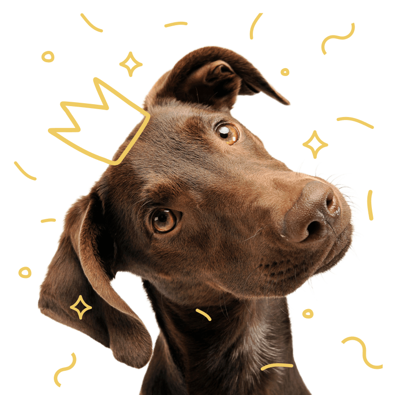 Get comprehensive dog insurance from Napo | Napo Pet Insurance