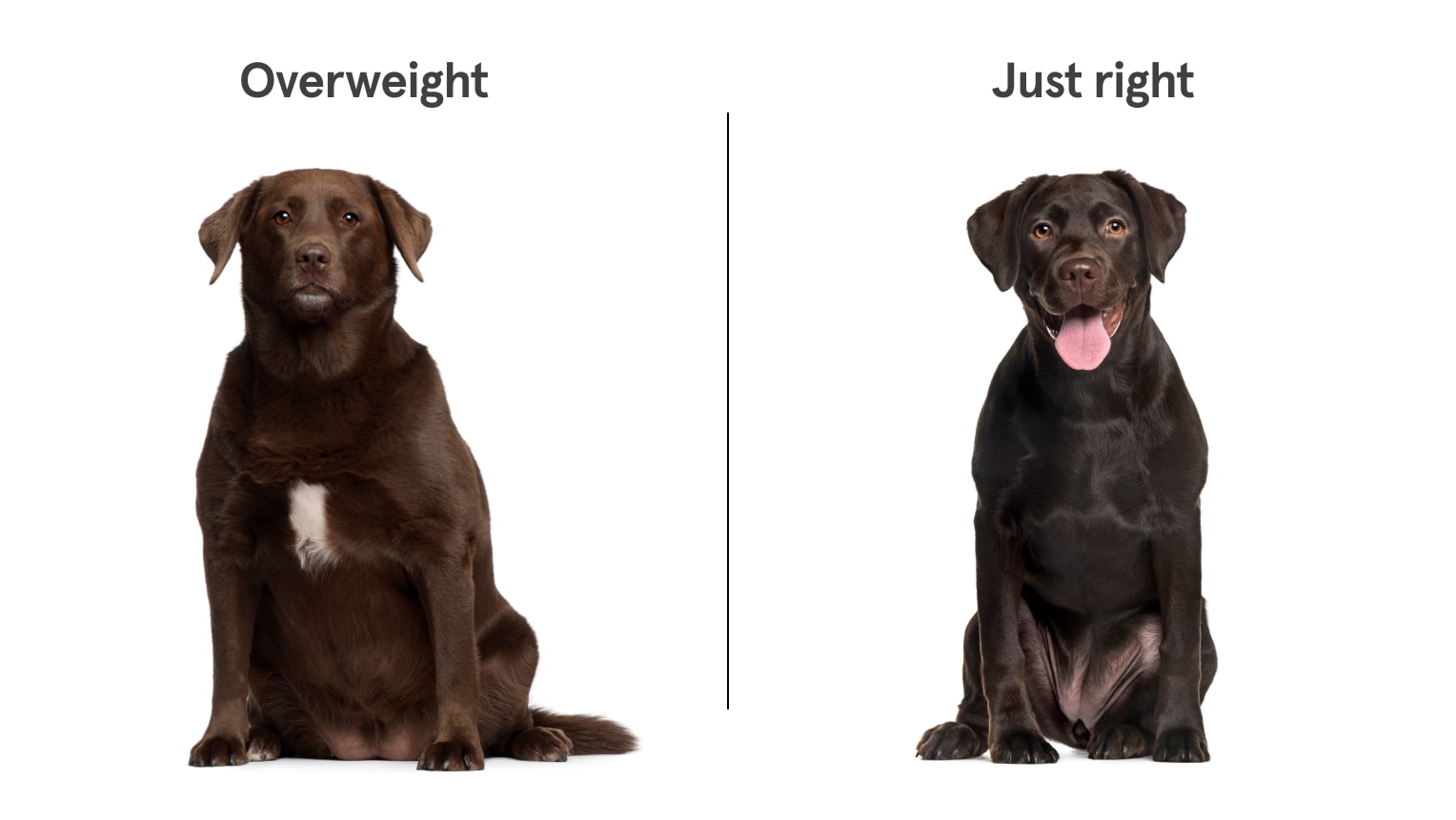 7 breeds most prone to being obese and what overweight dogs look like ...