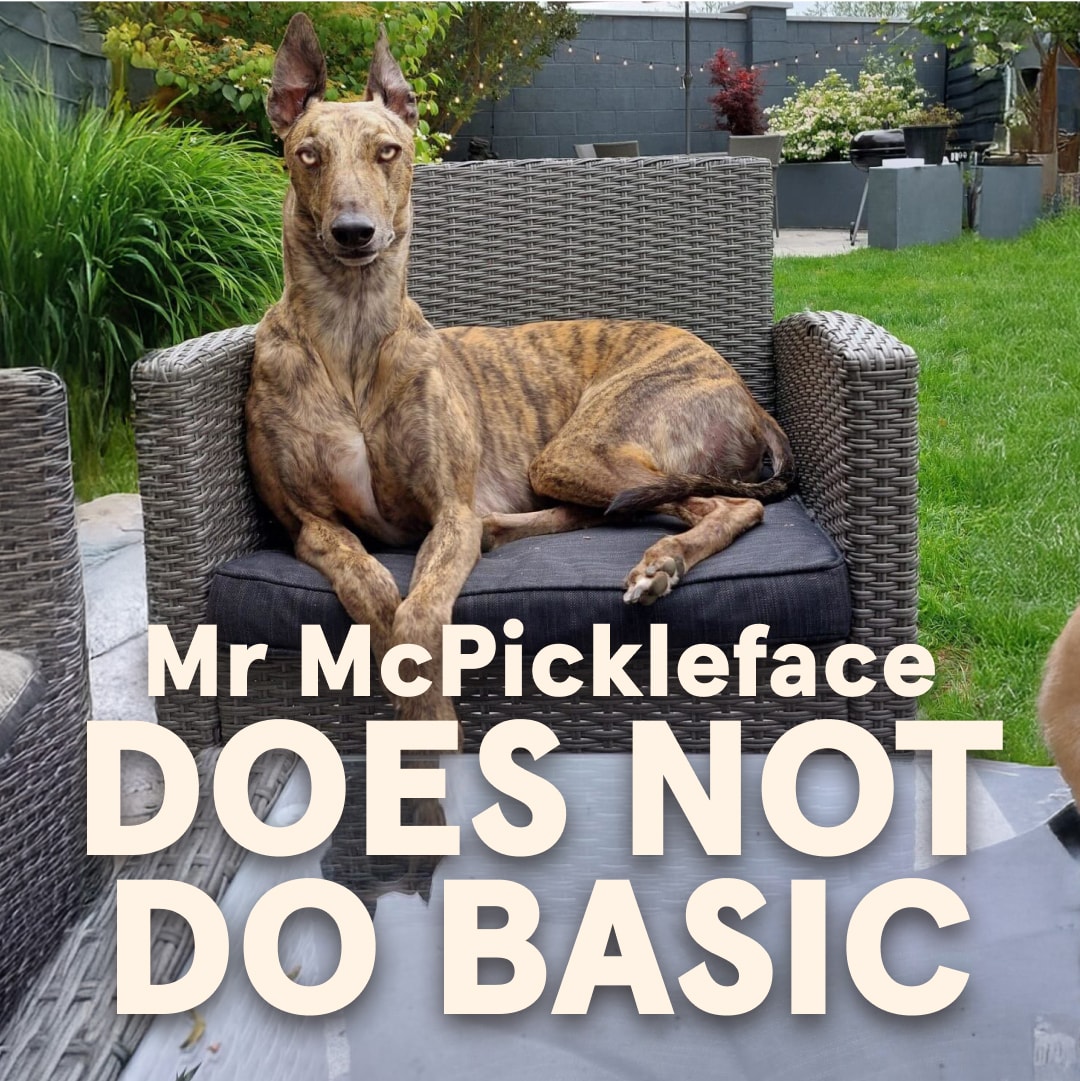 Napo Pet Care: Fight against basic insurance | Napo Pet Insurance