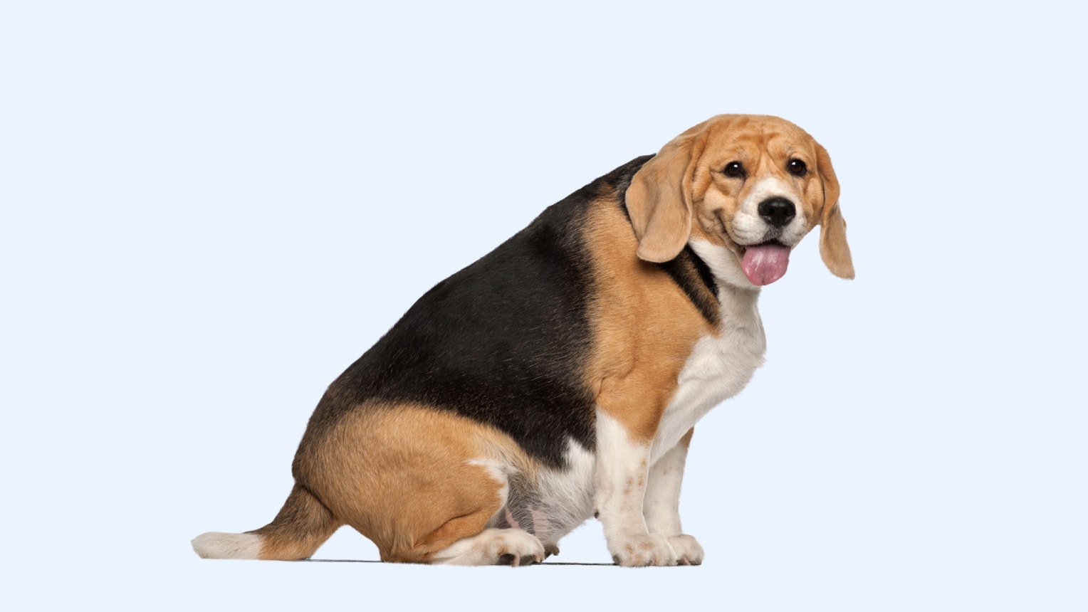 7 breeds most prone to being obese and what overweight dogs look like ...