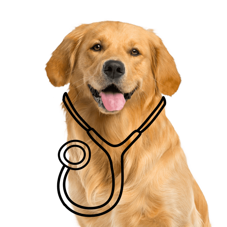 Fuss-free pet insurance with direct to vet payments | Napo Pet Insurance