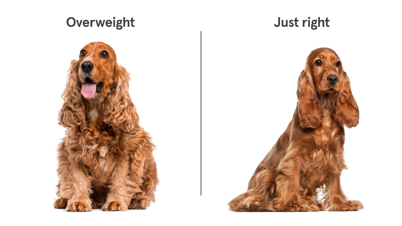 7 breeds most prone to being obese and what overweight dogs look like ...