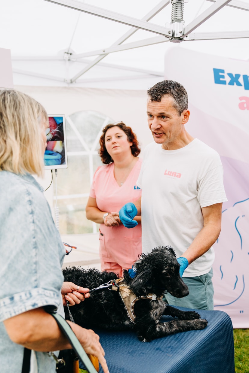 Everything you need to know about Patterdale Terriers | Napo Pet Insurance