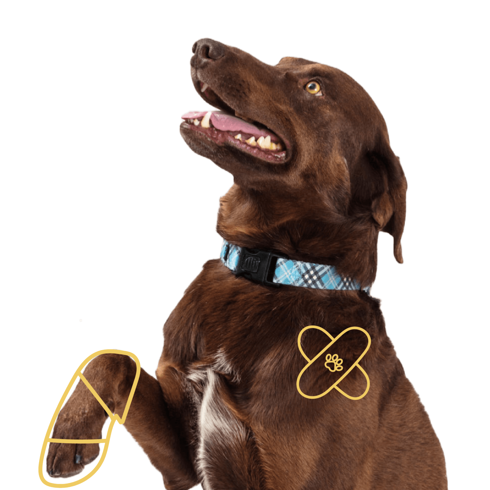 How to claim with Napo | Napo Pet Insurance