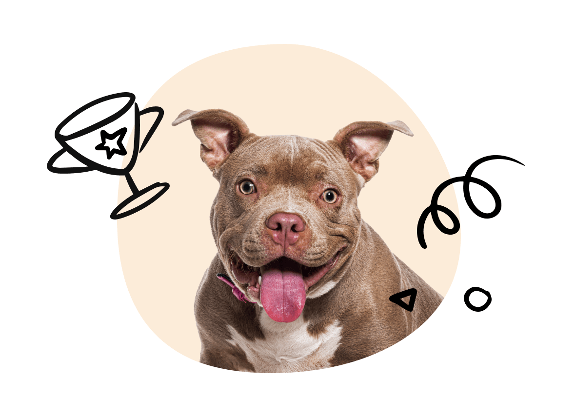 Napo Pet Insurance: Tooth-to-tail cover for cats and dogs