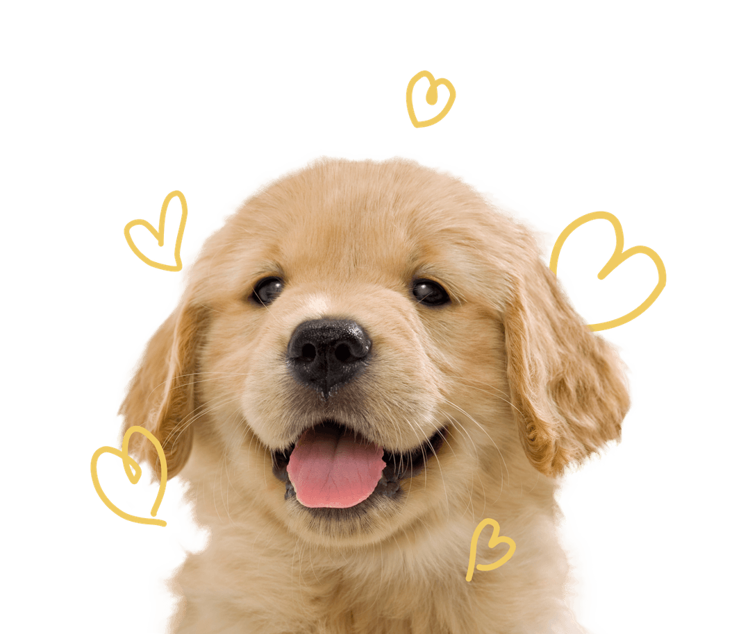 Get comprehensive lifetime cover from Napo pet insurance | Napo Pet ...