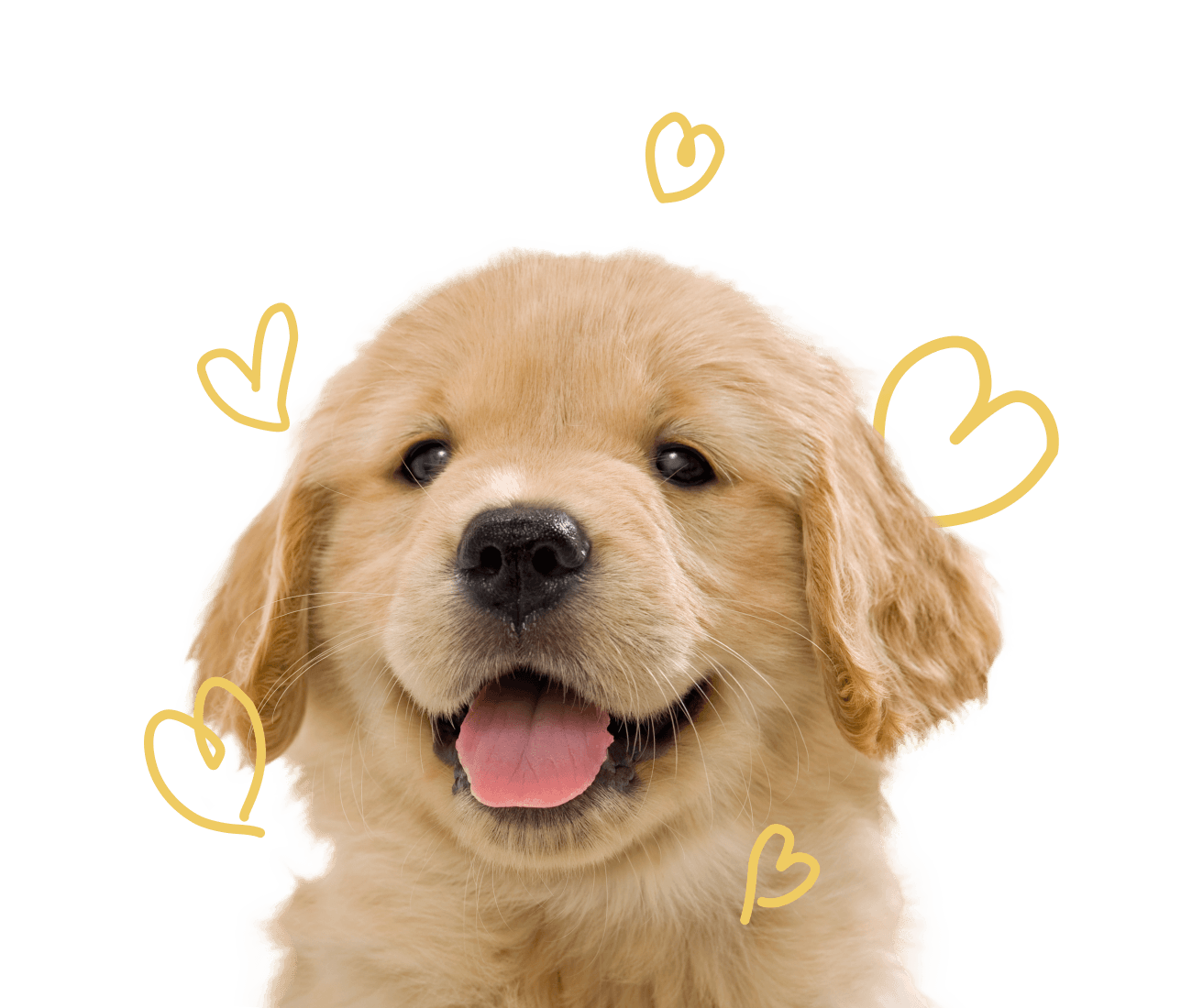 Get comprehensive lifetime cover from Napo pet insurance | Napo Pet ...