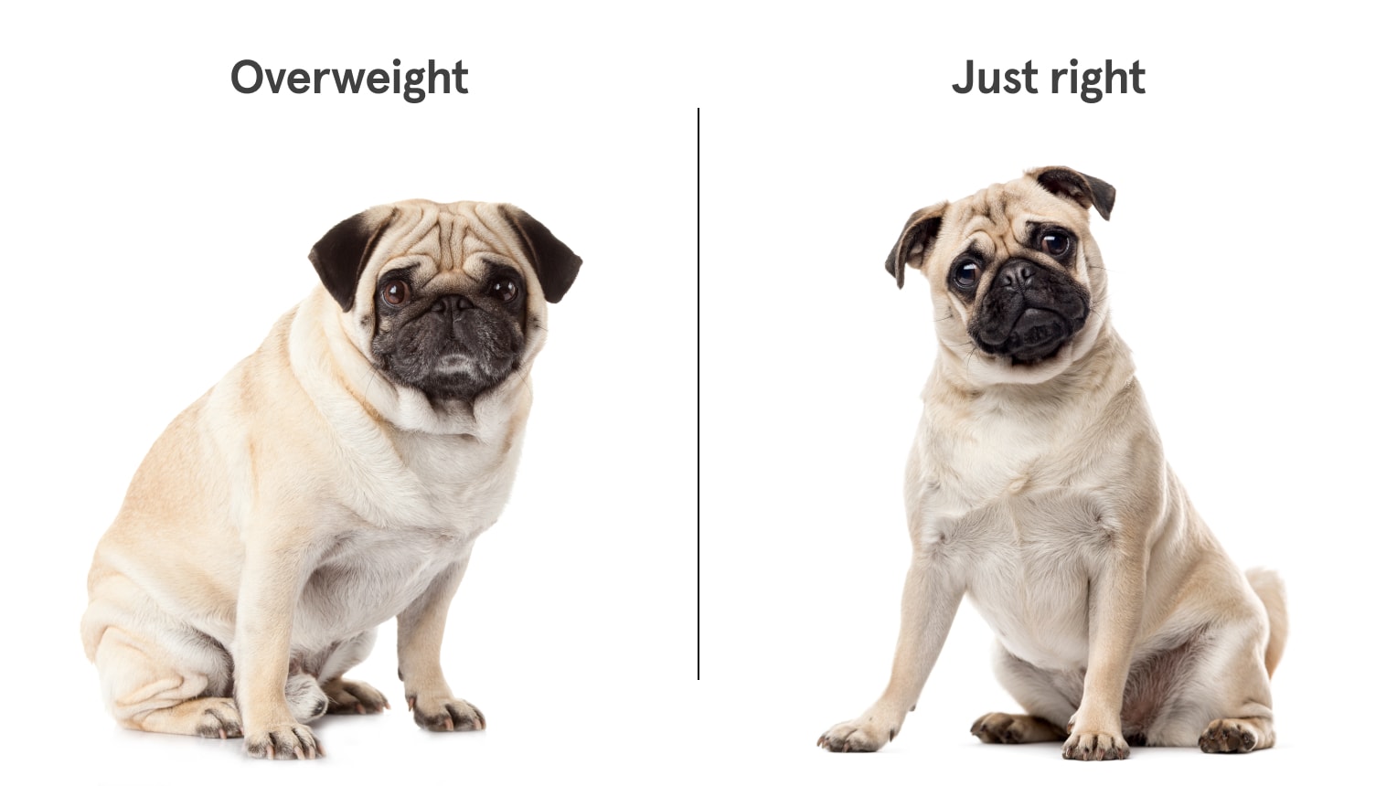 7 breeds most prone to being obese and what overweight dogs look like ...