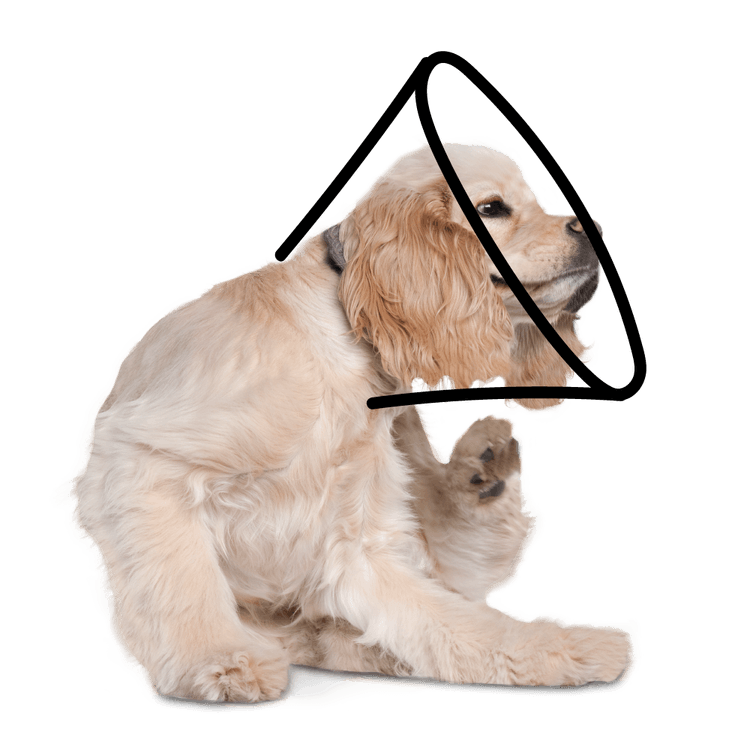 You want the best for your best friend. So do we. | Napo Pet Insurance