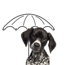 You want the best for your best friend. So do we. | Napo Pet Insurance