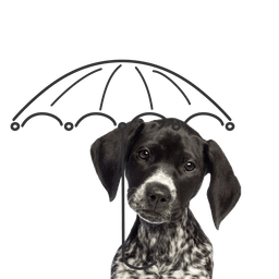 You want the best for your best friend. So do we. | Napo Pet Insurance