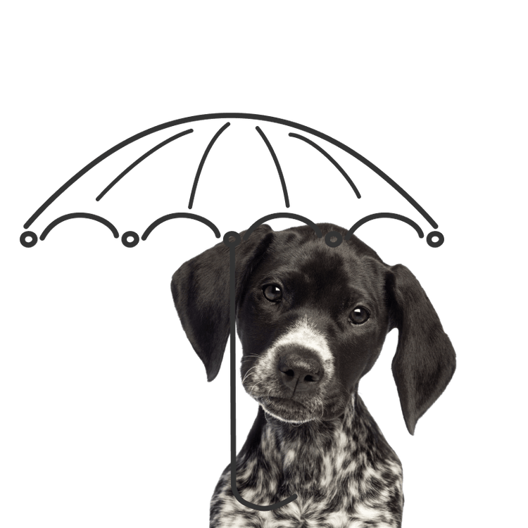 You want the best for your best friend. So do we. | Napo Pet Insurance