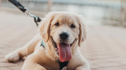 How far should you walk a puppy? The guide to puppy walks by age | Napo ...